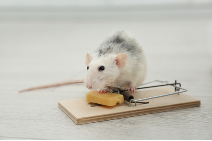 Rodent Awareness Week: Your Guide to Keeping Pest Rodents Away from ...