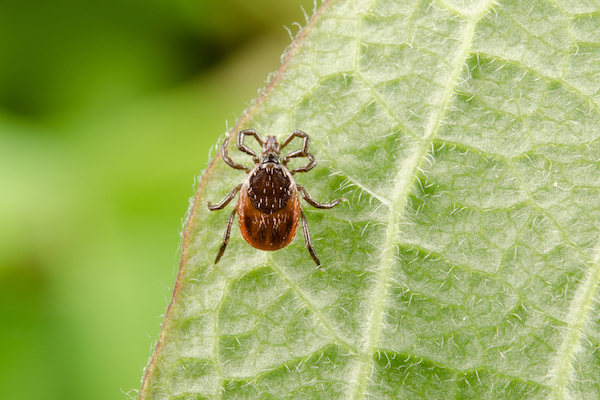 What You Should Know About Wood Ticks - Plunkett's Pest Control